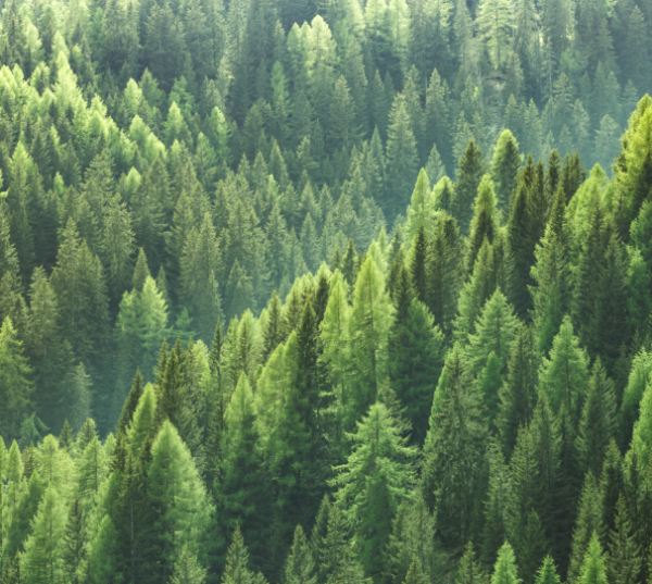 Applications of Irradiation - INTERNATIONAL IRRADIATION ASSOCIATION